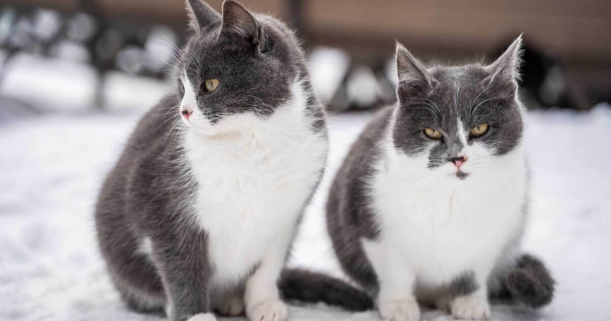 What Is Fuzzy Matching And How Does It Apply To Names Babel Street