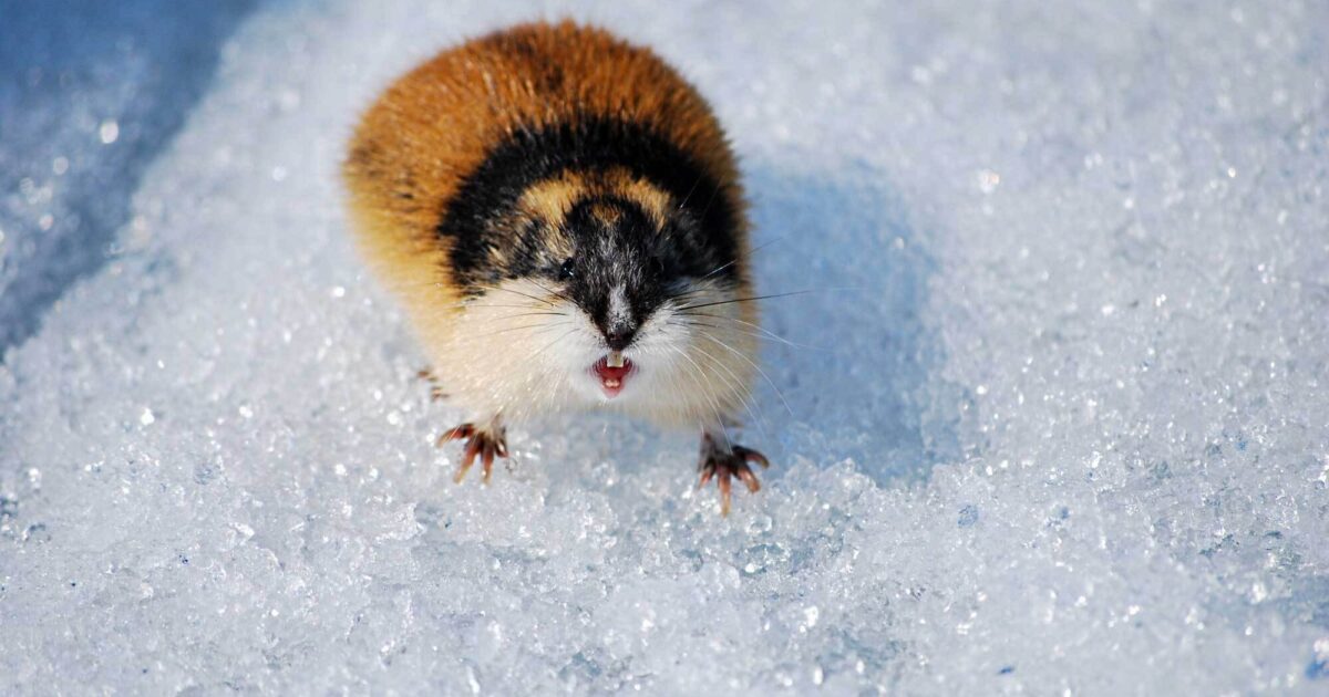 What is Lemmatization? Use it for Better Searches | Babel Street